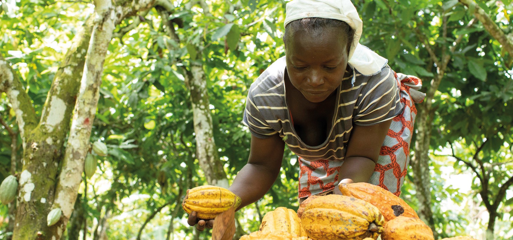 Lessons from Fairtrade International’s living income for farmers ...