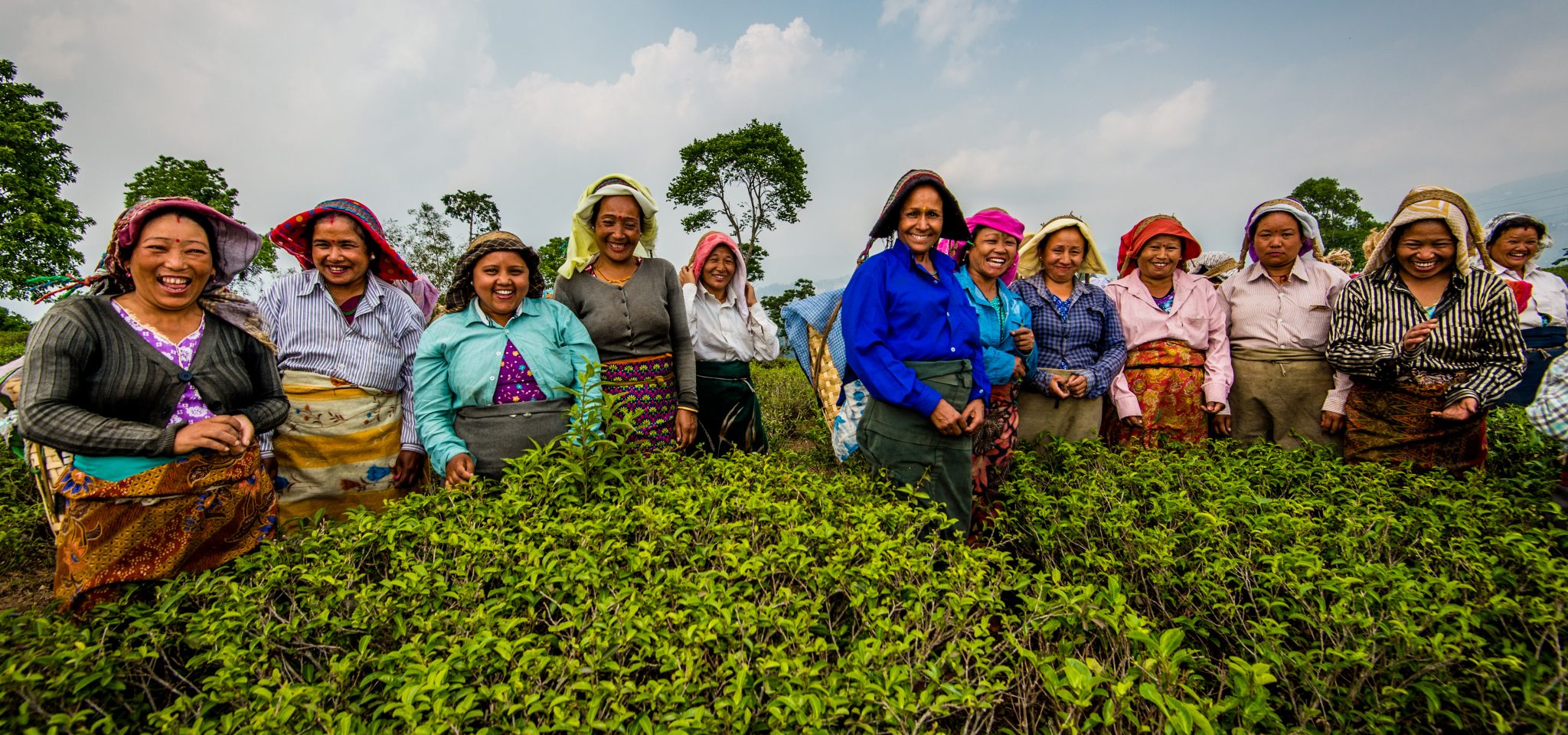 The tea estates being revitalised in the mountains of Darjeeling - Co ...
