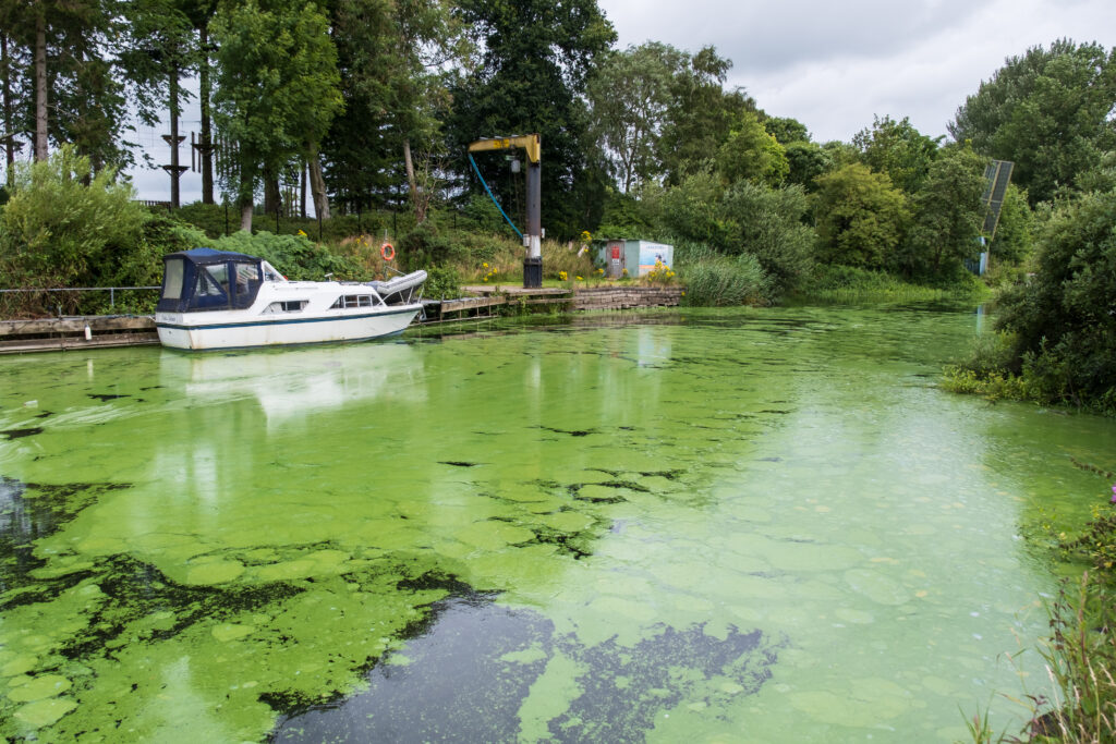 Northern Ireland eel co-op at risk from Lough pollution - Co-operative News