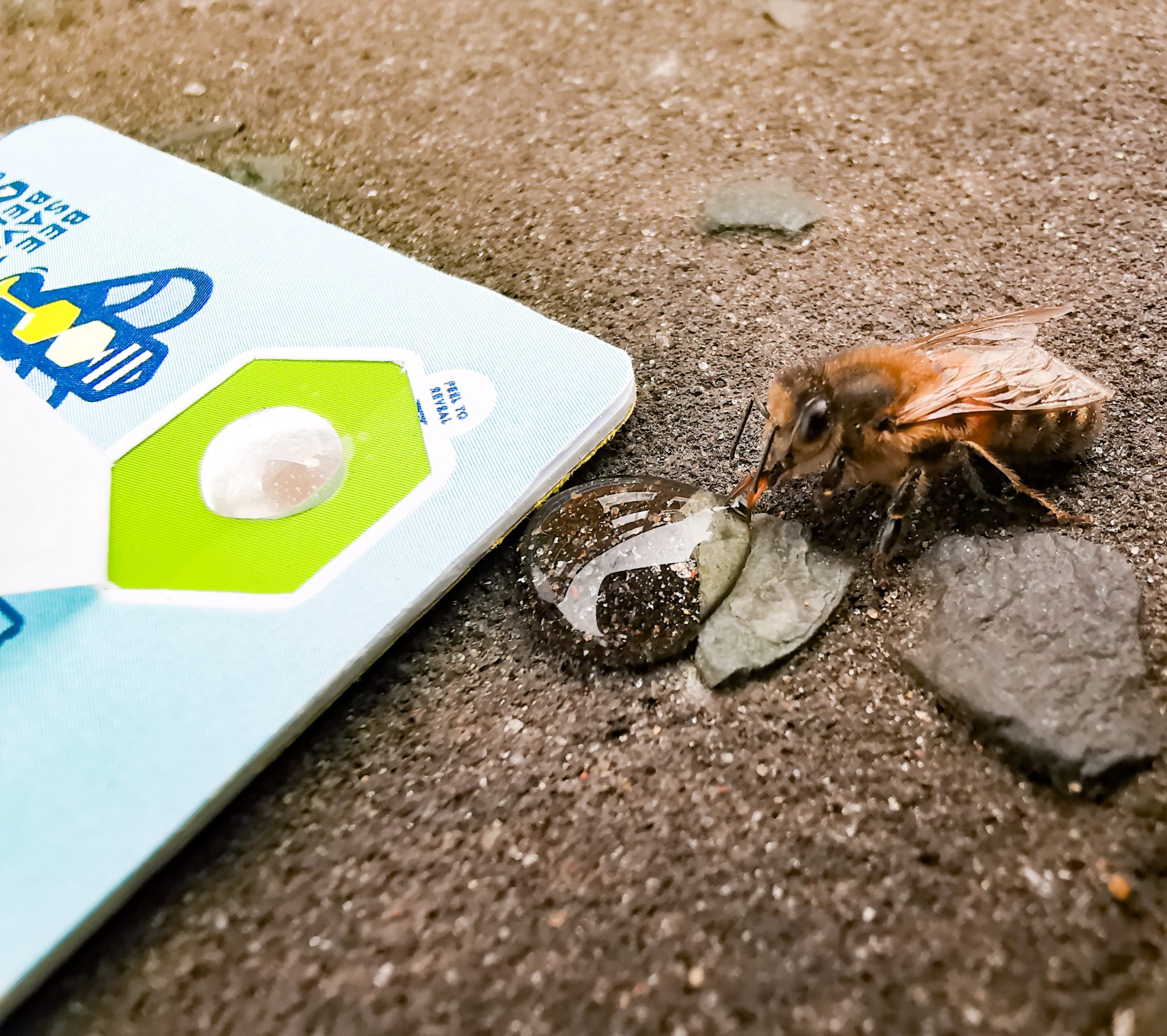 Bee saviour sugar cards give energy boost to exhausted bees - Co ...