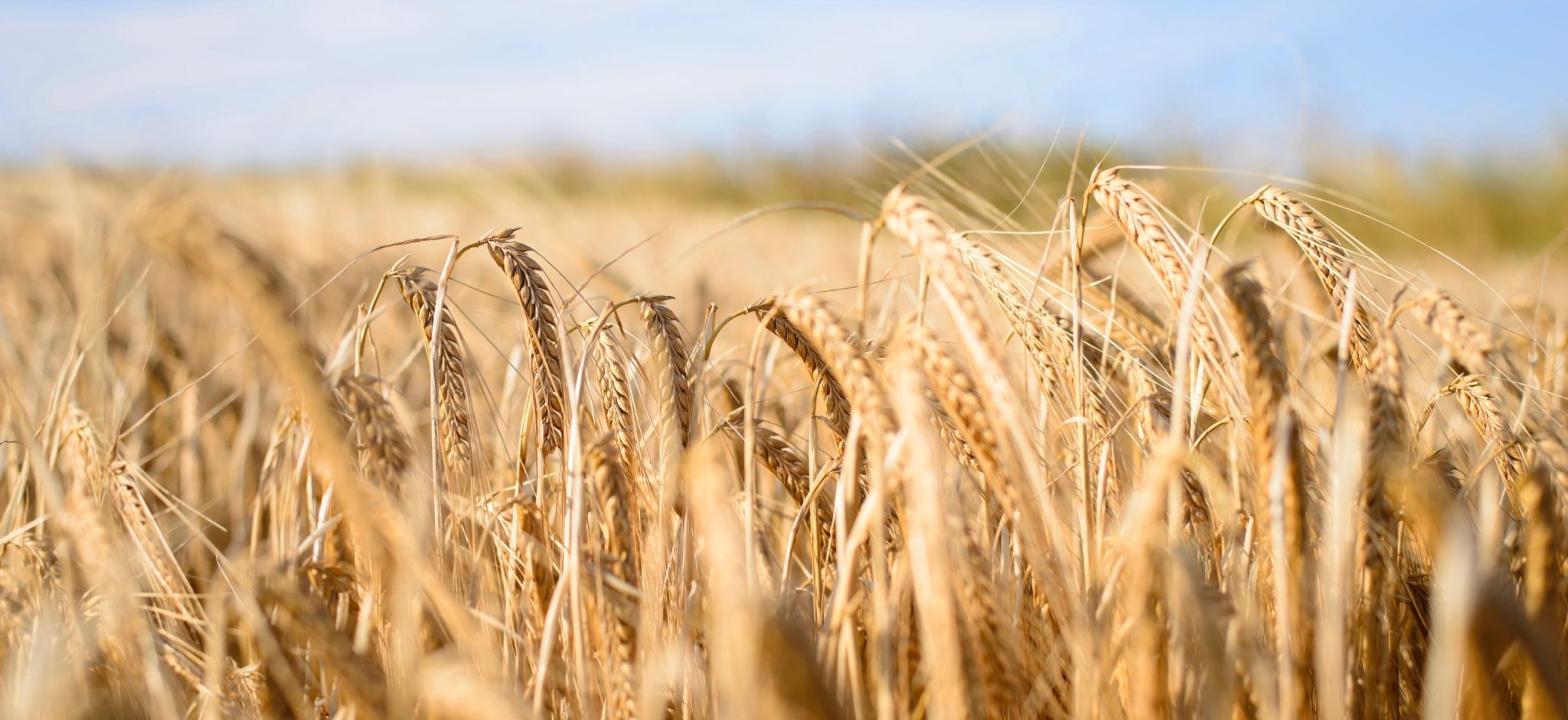 Scottish farm co-op body SAOS announces changes to its team - Co ...