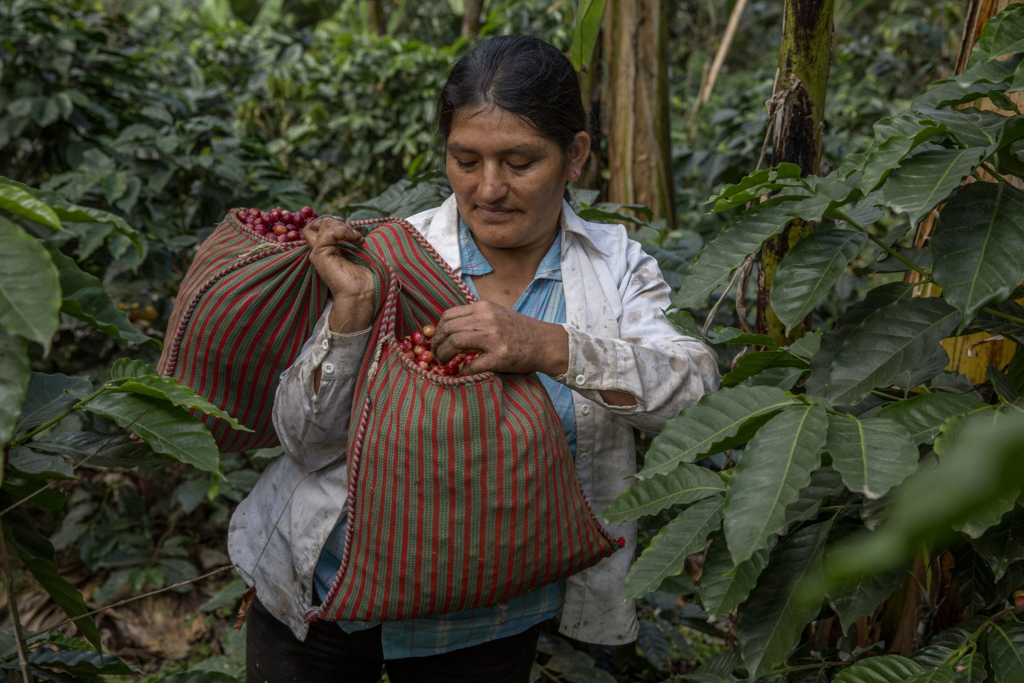 Climate change puts millions of Fairtrade farmers at risks, says new ...