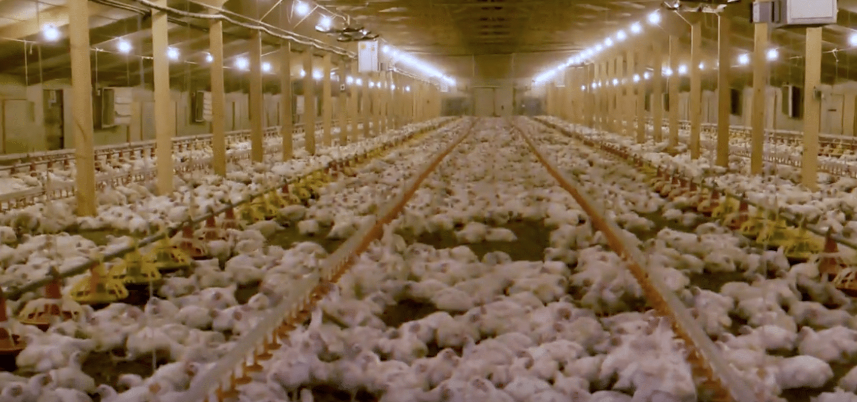 Chicken farming row tests the Co-op Group’s ethical mettle - Co ...