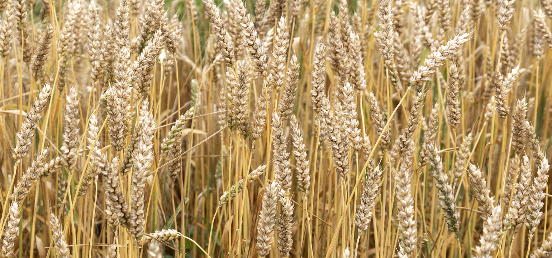 Agricultural co-ops reveal policy asks ahead of European elections - Co ...