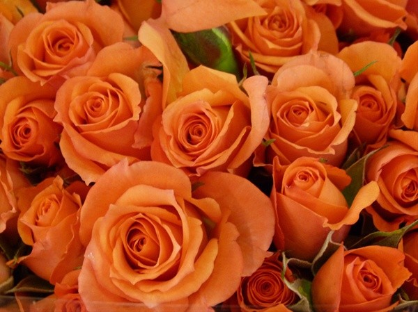 Co-op Group signs NFU’s Plants and Flower pledge - Co-operative News