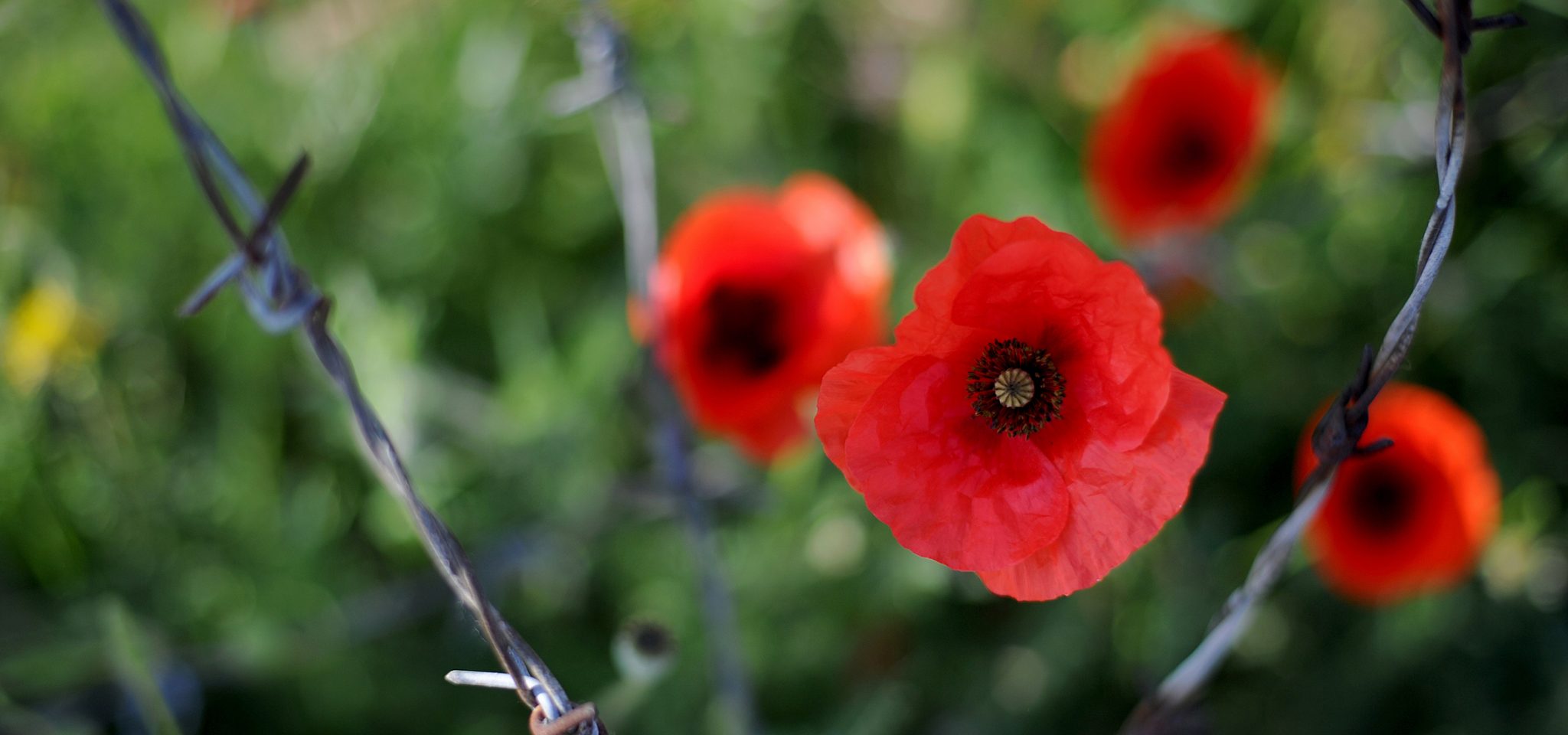 Southern Co-op to create Window of Thanks to mark WWI centenary - Co ...