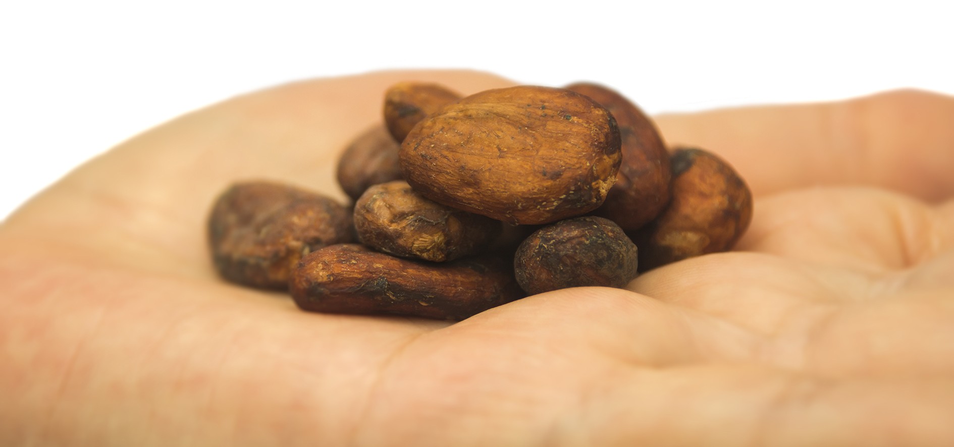New Honduran chocolate co-op to export to Europe - Co-operative News